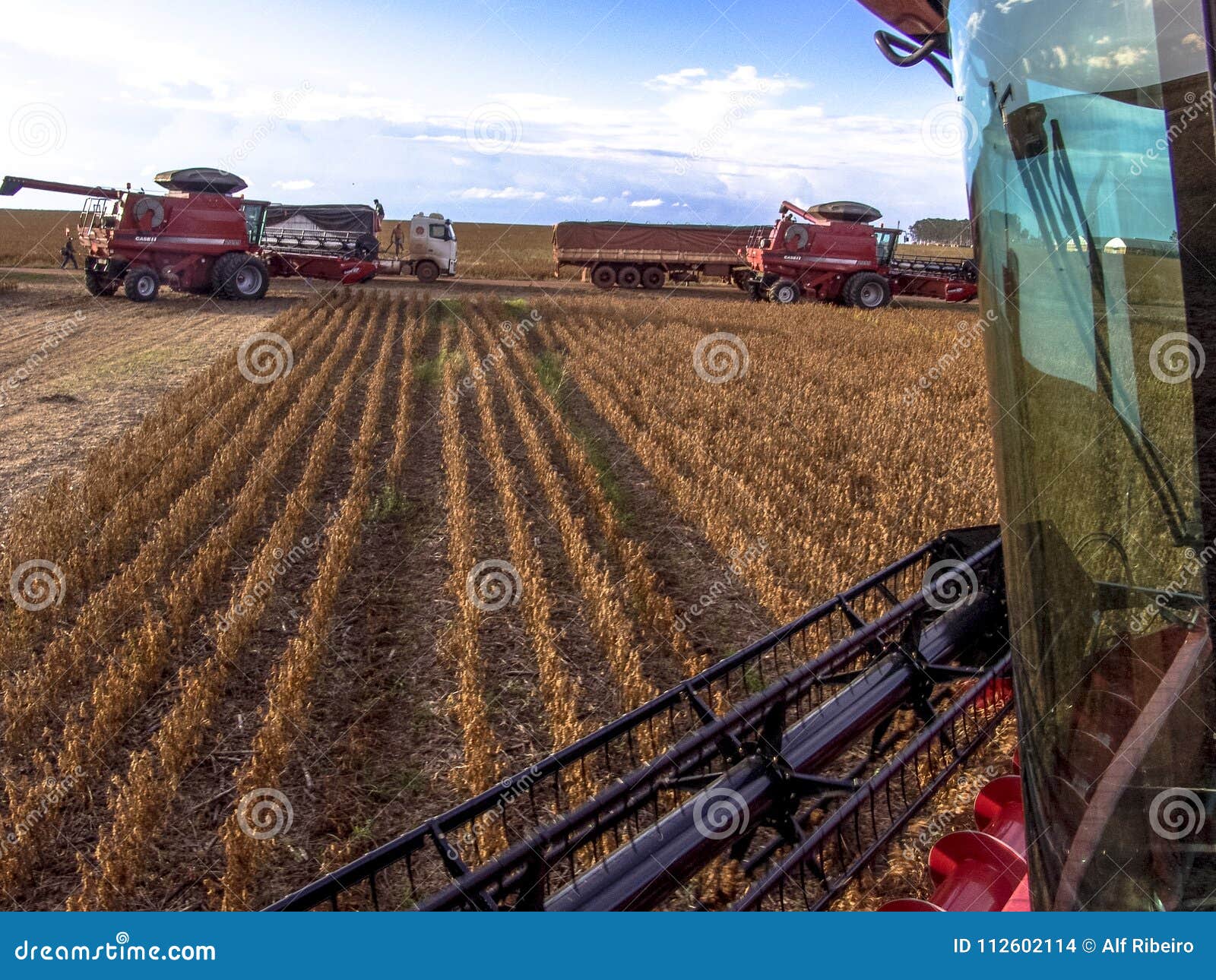 Cosecha de la soja imagen de archivo editorial. Imagen de industria ...