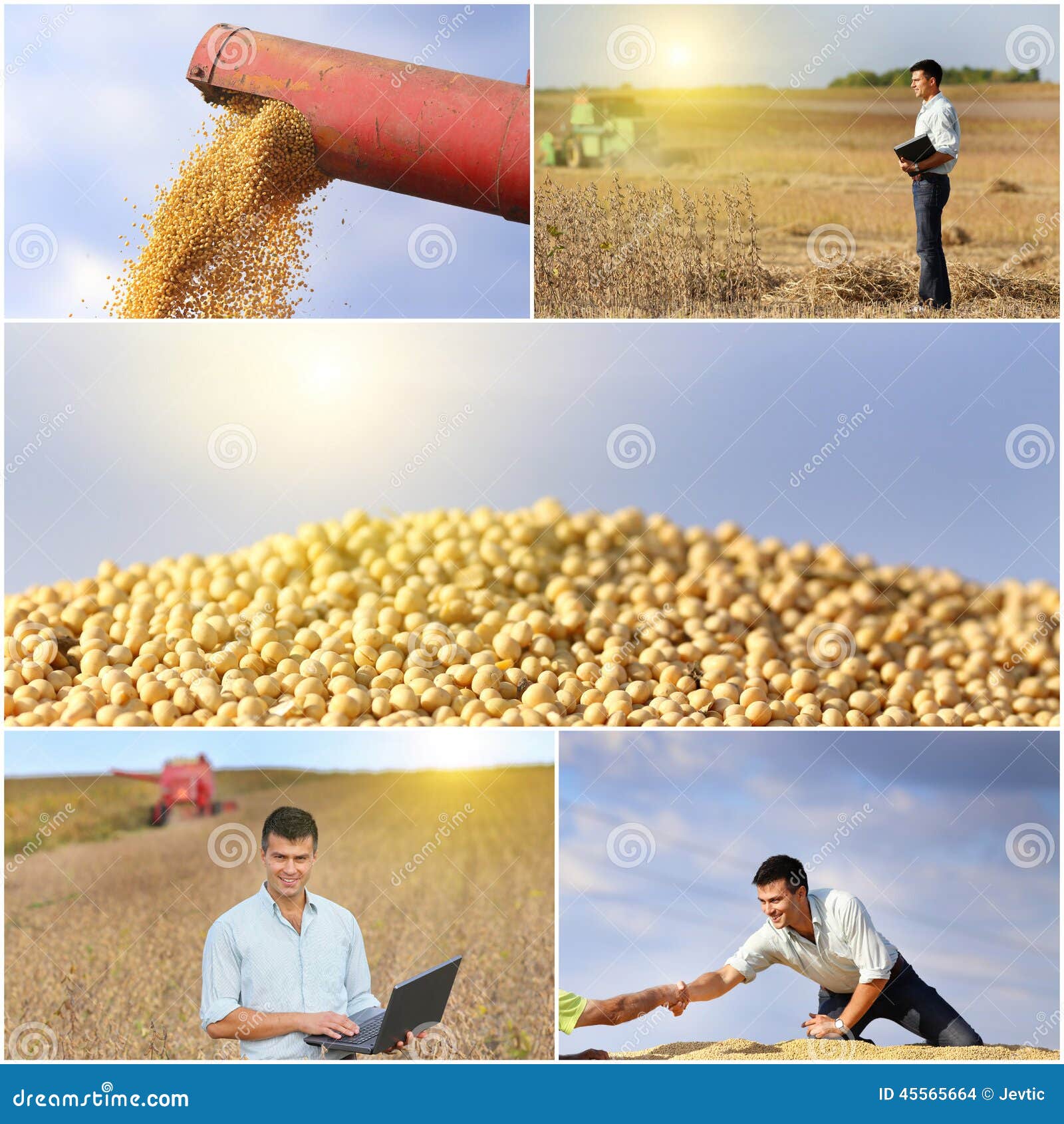 Cosecha de la soja foto de archivo. Imagen de exterior - 45565664