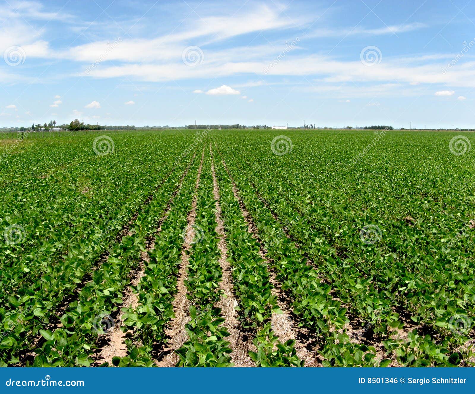 Cosecha de la soja foto de archivo. Imagen de cosecha - 8501346