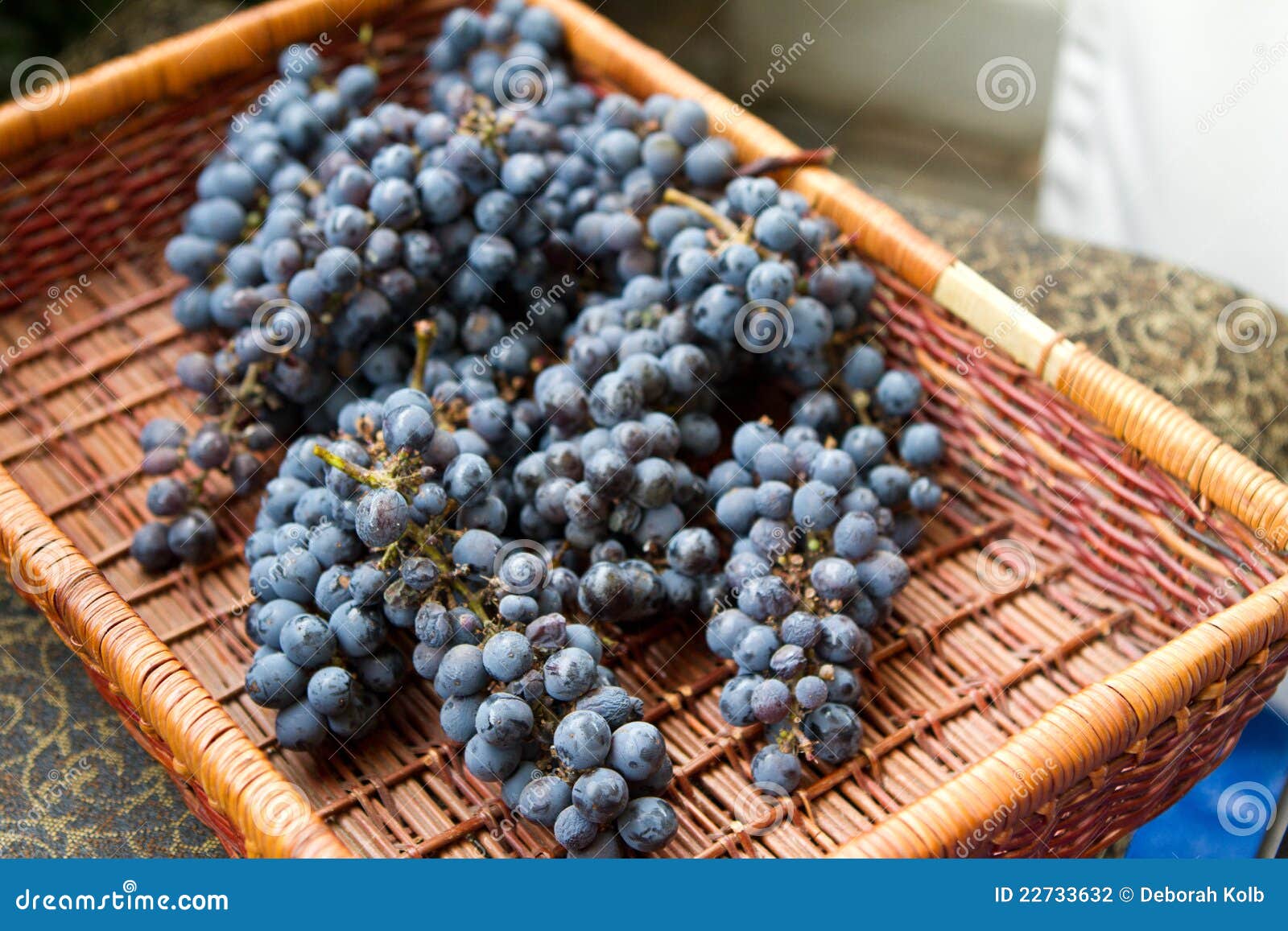 Cosecha de la uva foto de archivo. Imagen de color, agricultura - 22733632