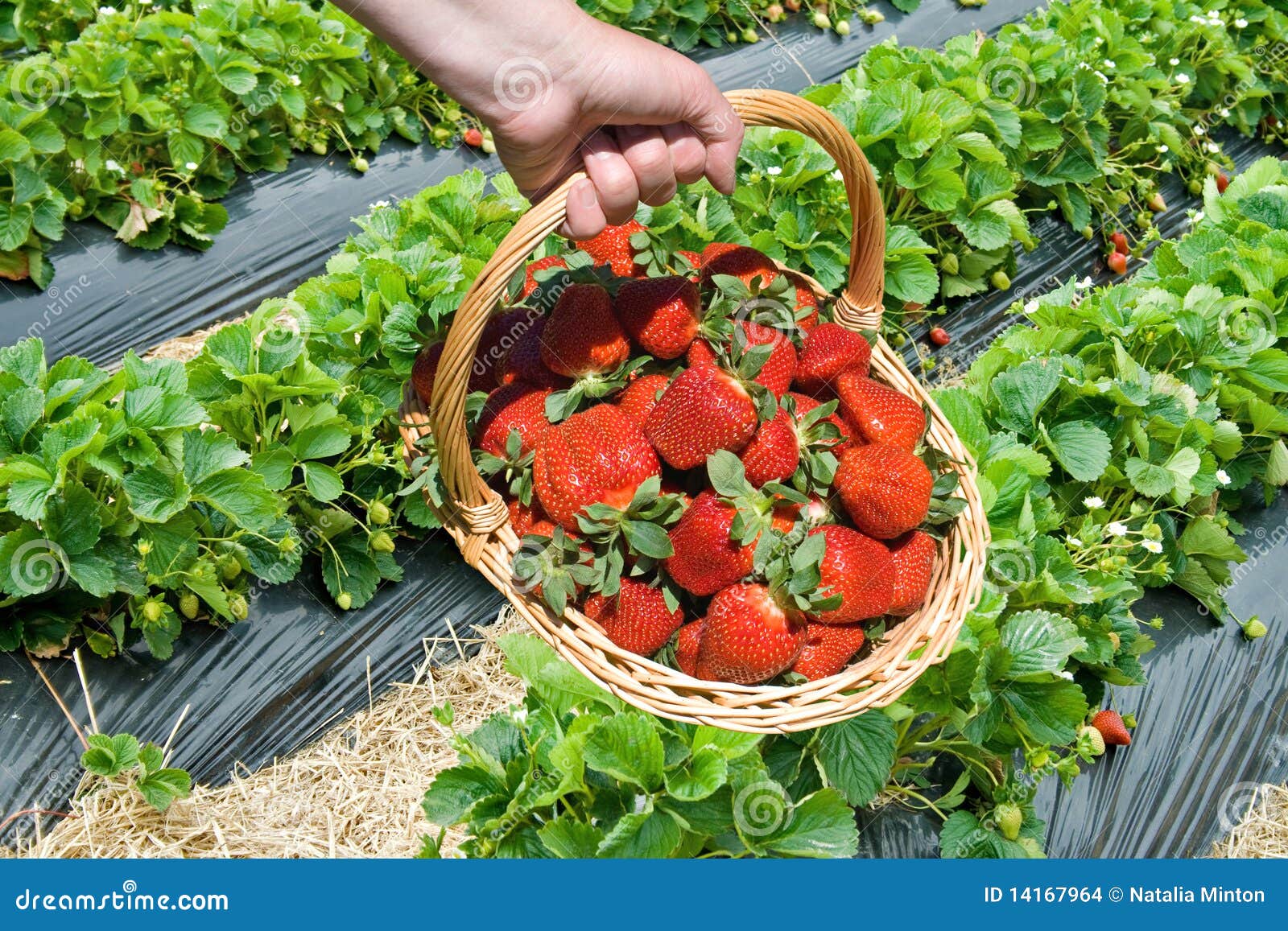 Cosecha de las fresas foto de archivo. Imagen de diferencial - 14167964