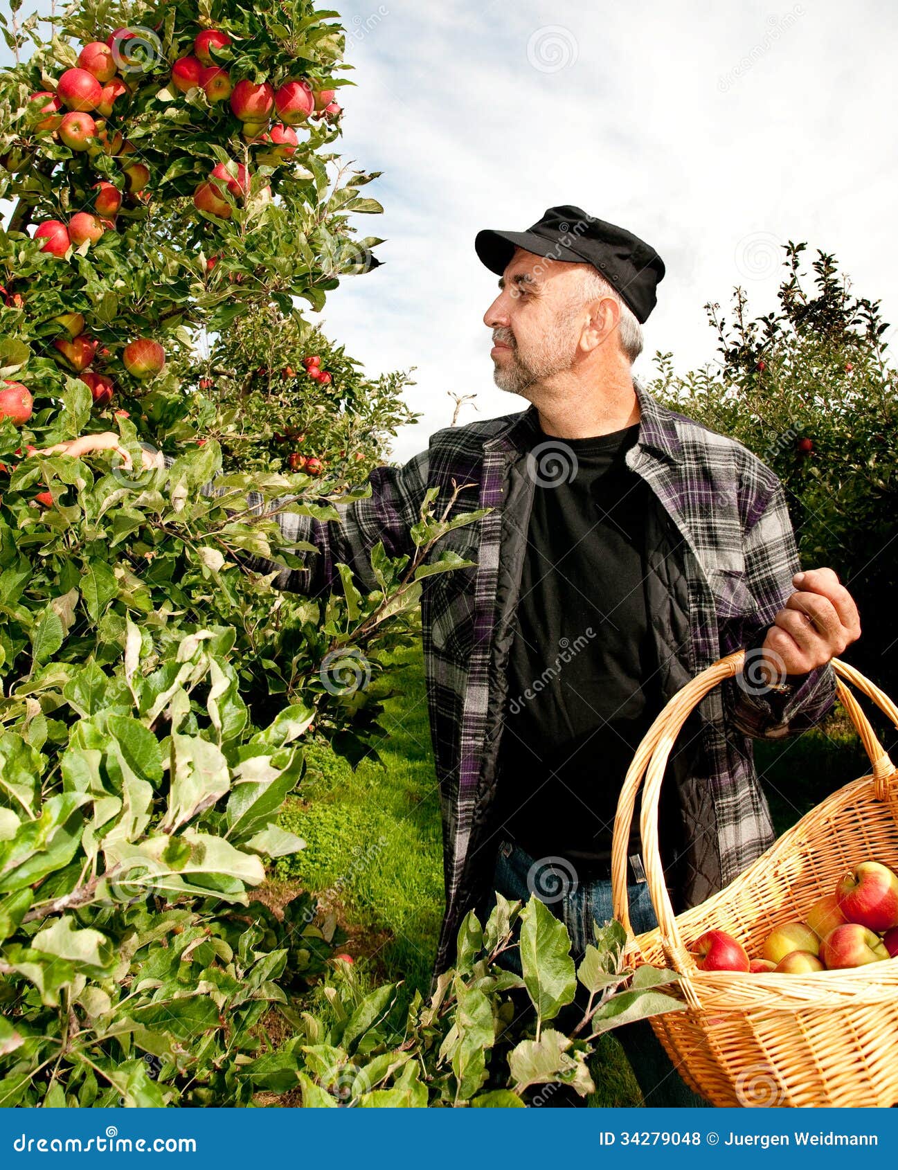 Cosecha de las manzanas foto de archivo. Imagen de maduro - 34279048
