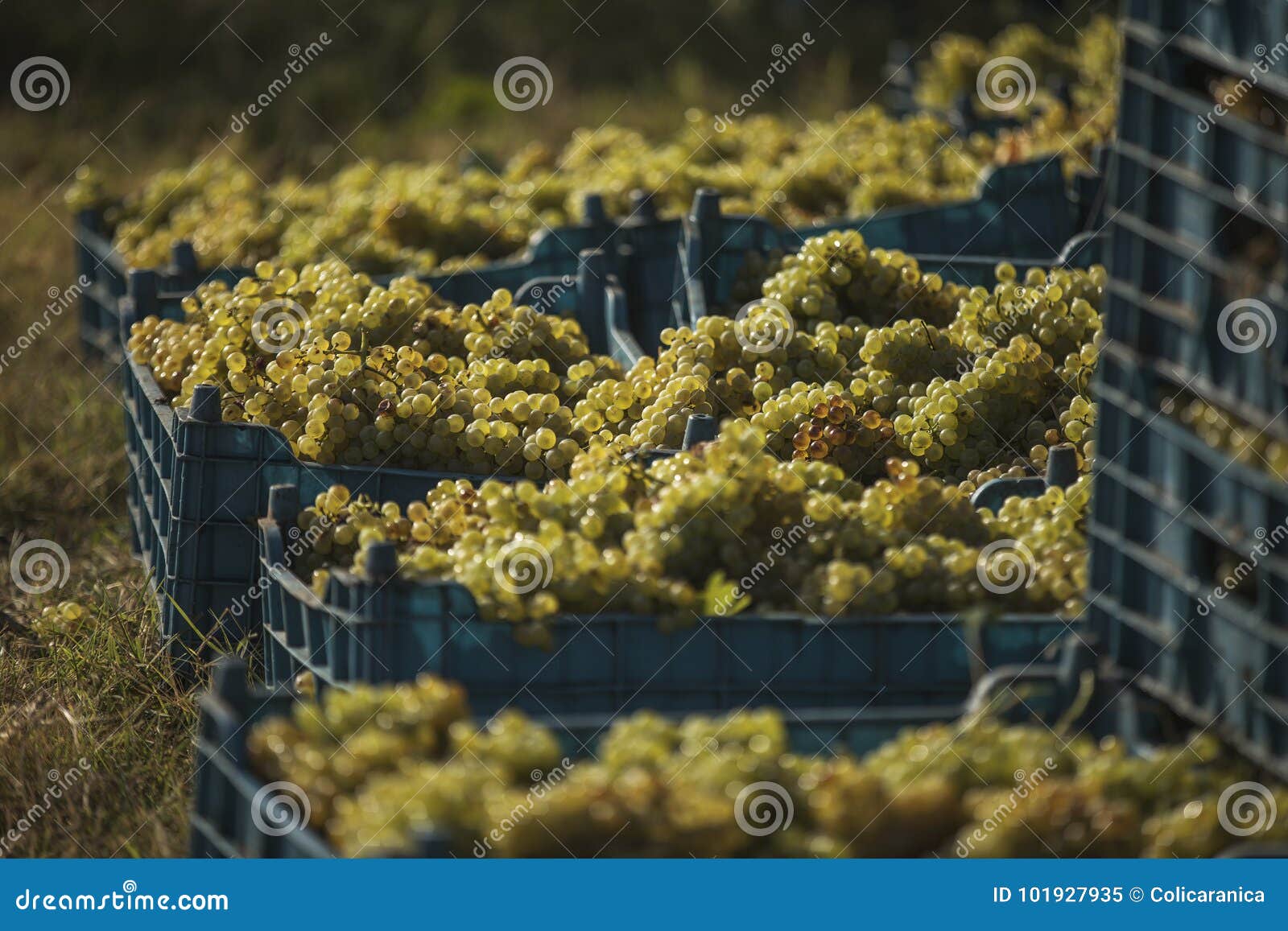 Cosecha De Las Vides De Uva Imagen de archivo - Imagen de vino ...