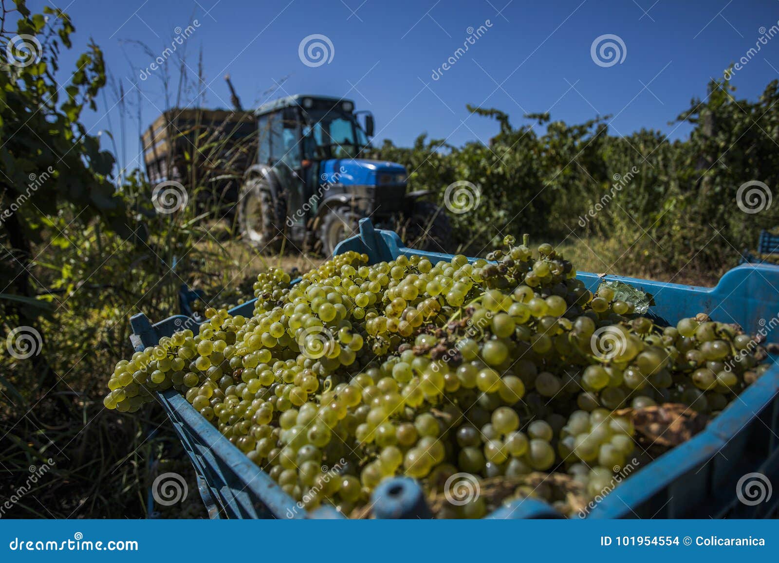 Cosecha De Las Vides De Uva Foto de archivo - Imagen de uvas, campo ...