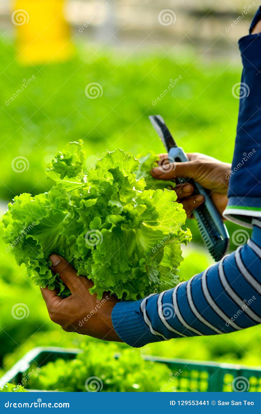 Cosecha De Lechuga Hidropónica Imagen de archivo - Imagen de lechuga ...