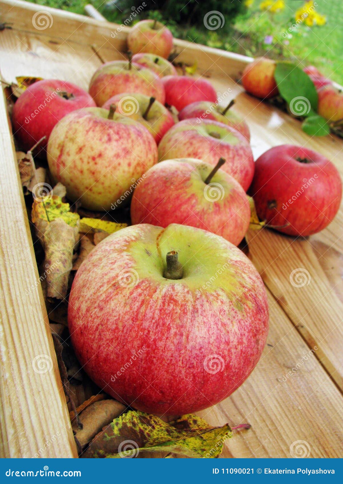 Cosecha de manzanas imagen de archivo. Imagen de frescura - 11090021