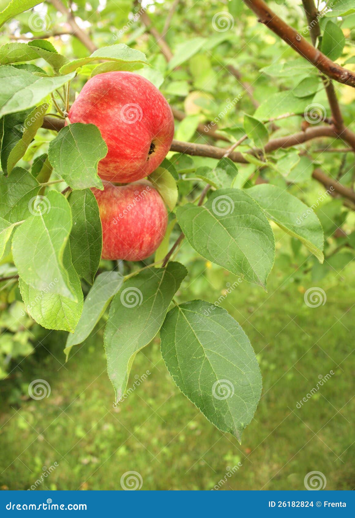 Cosecha de manzanas foto de archivo. Imagen de agosto - 26182824