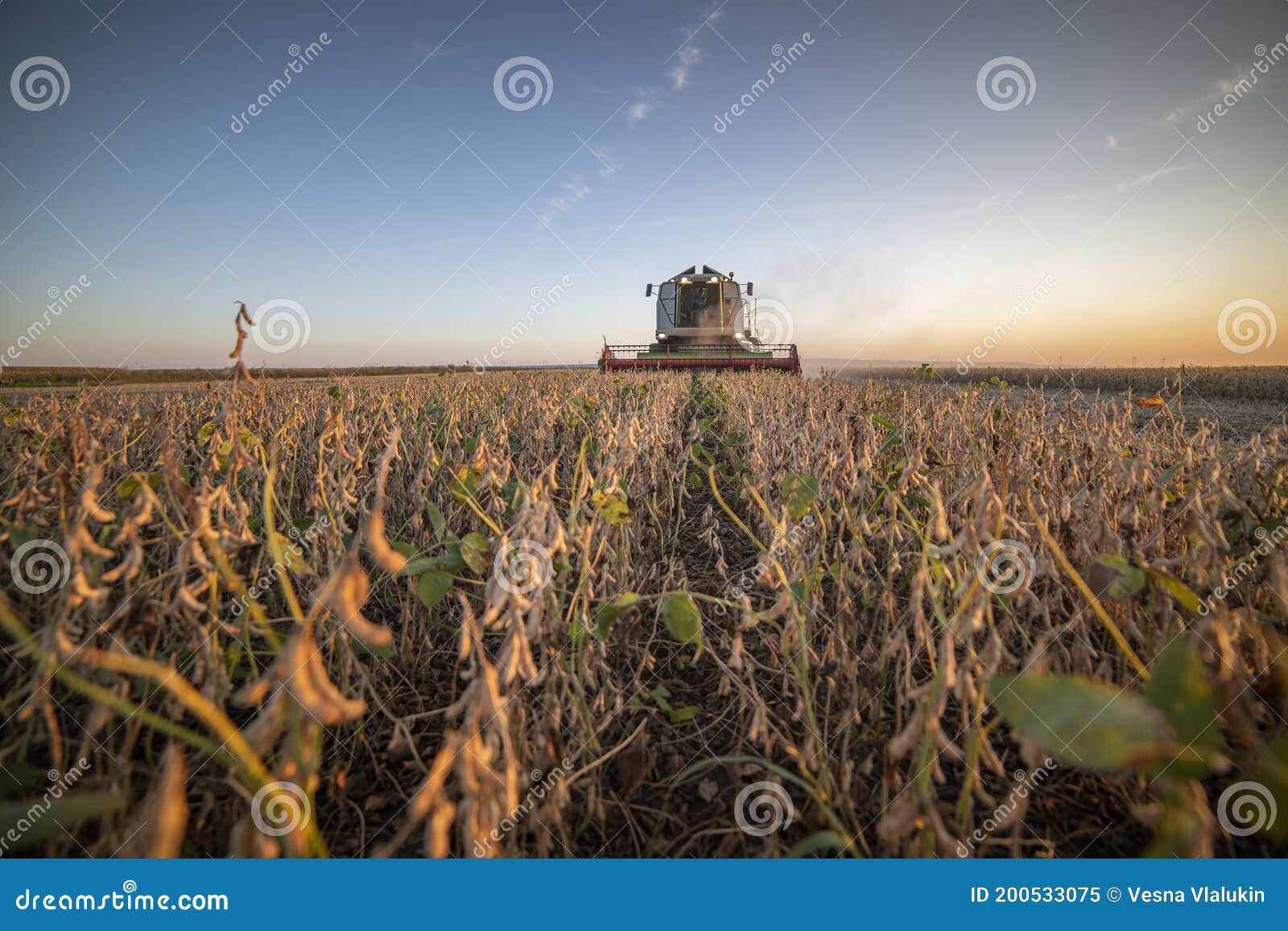 Cosecha de soja imagen de archivo. Imagen de cultivado - 200533075