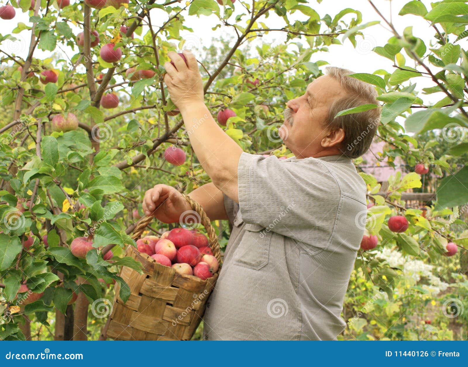 Cosecha de una manzana foto de archivo. Imagen de maduro - 11440126