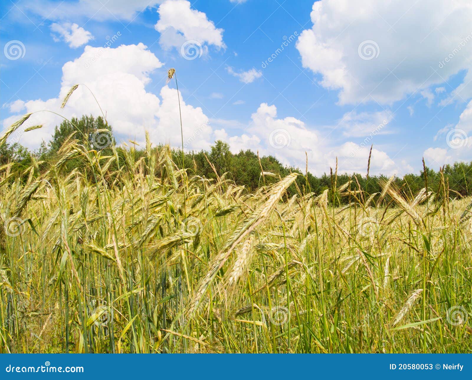Cosecha Del Campo Del Centeno Imagen de archivo - Imagen de caliente ...