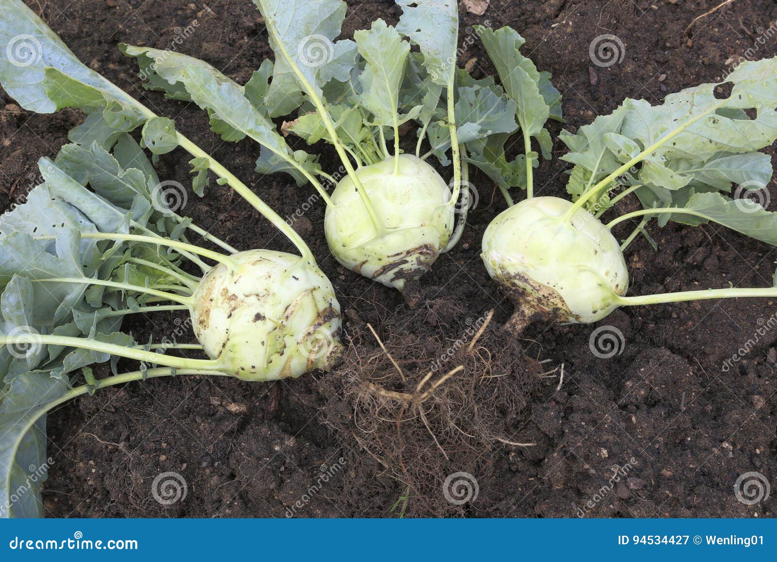 Cosecha Del Colinabo De Organice Imagen de archivo - Imagen de cubo ...