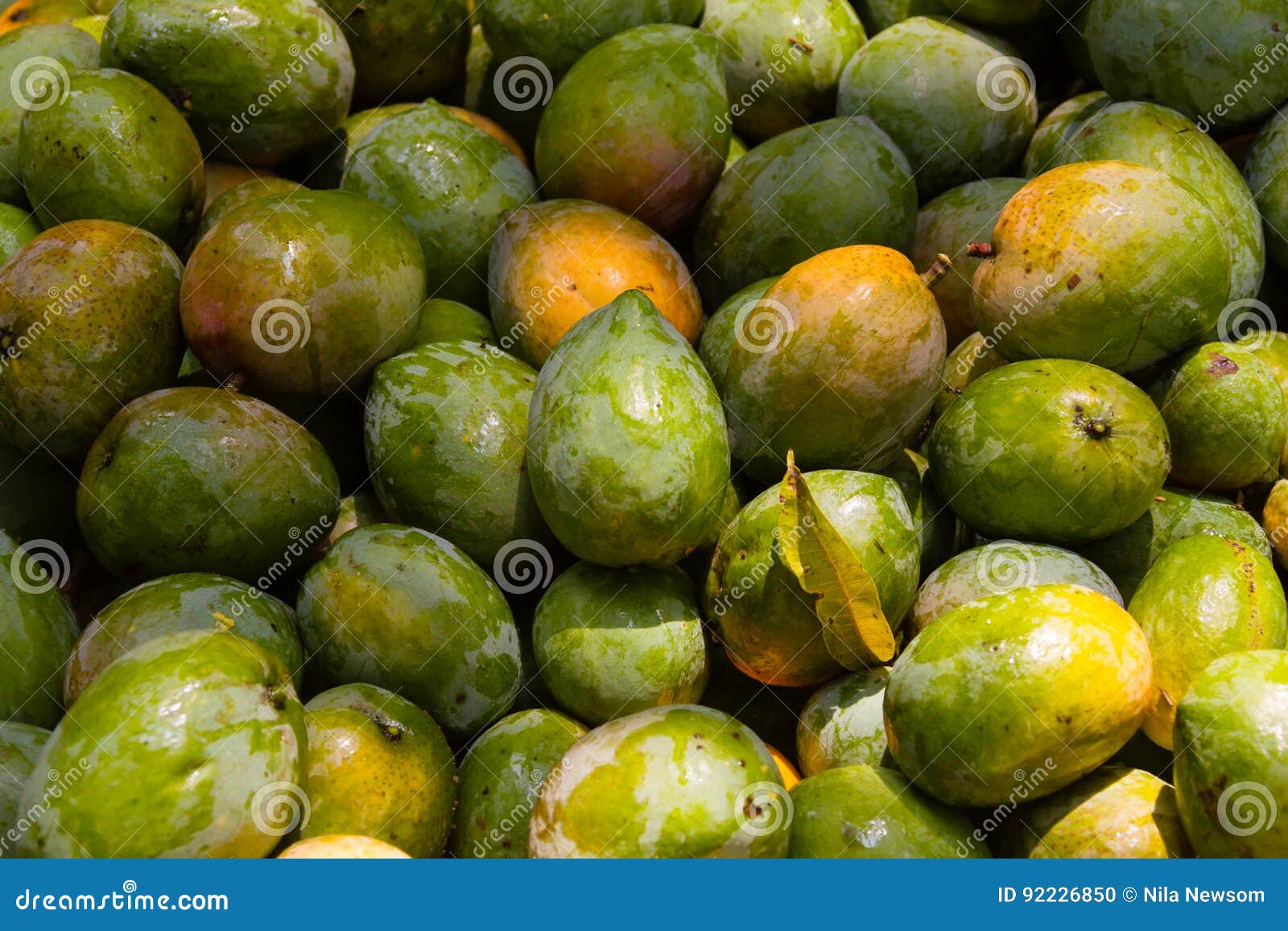 Cosecha del mango foto de archivo. Imagen de primer, grupo - 92226850