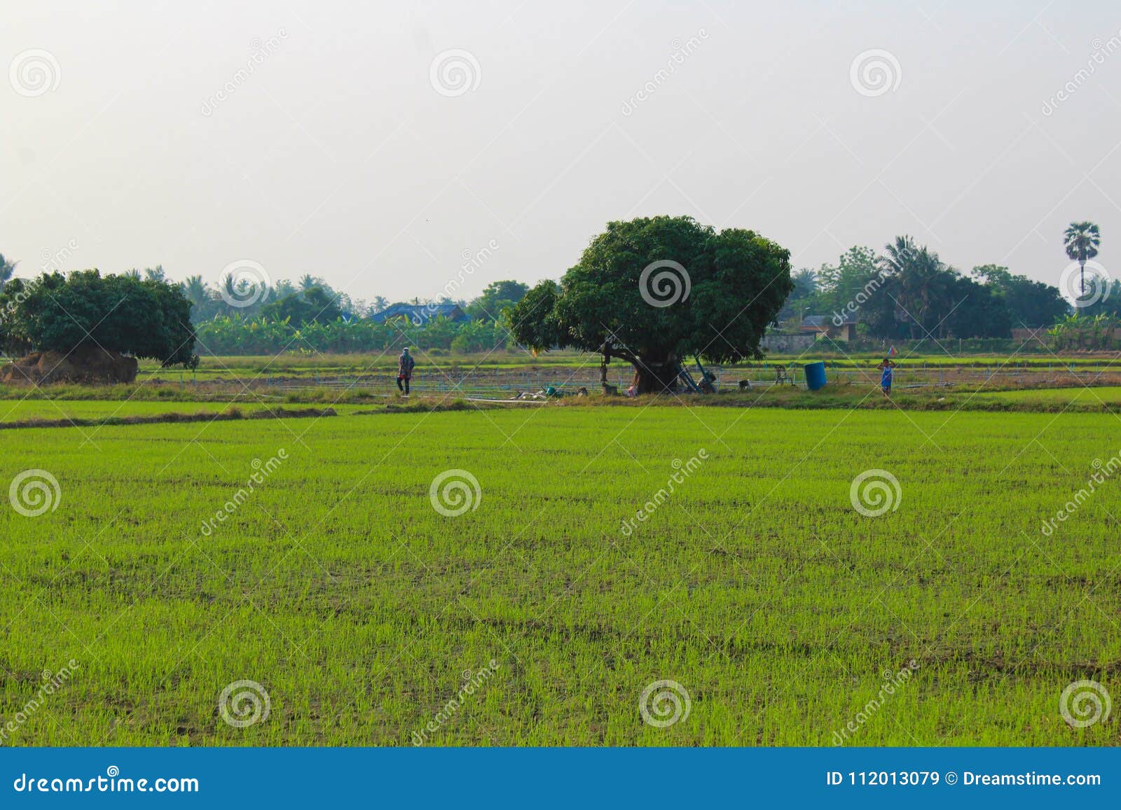 Cosecha Del Mango En Petchaburi, Tailandia Imagen de archivo editorial ...