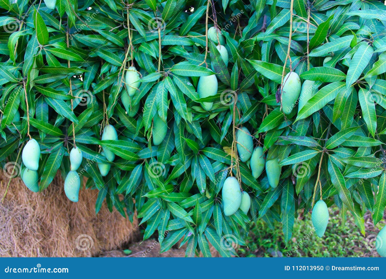 Cosecha Del Mango En Petchaburi, Tailandia Foto de archivo - Imagen de ...