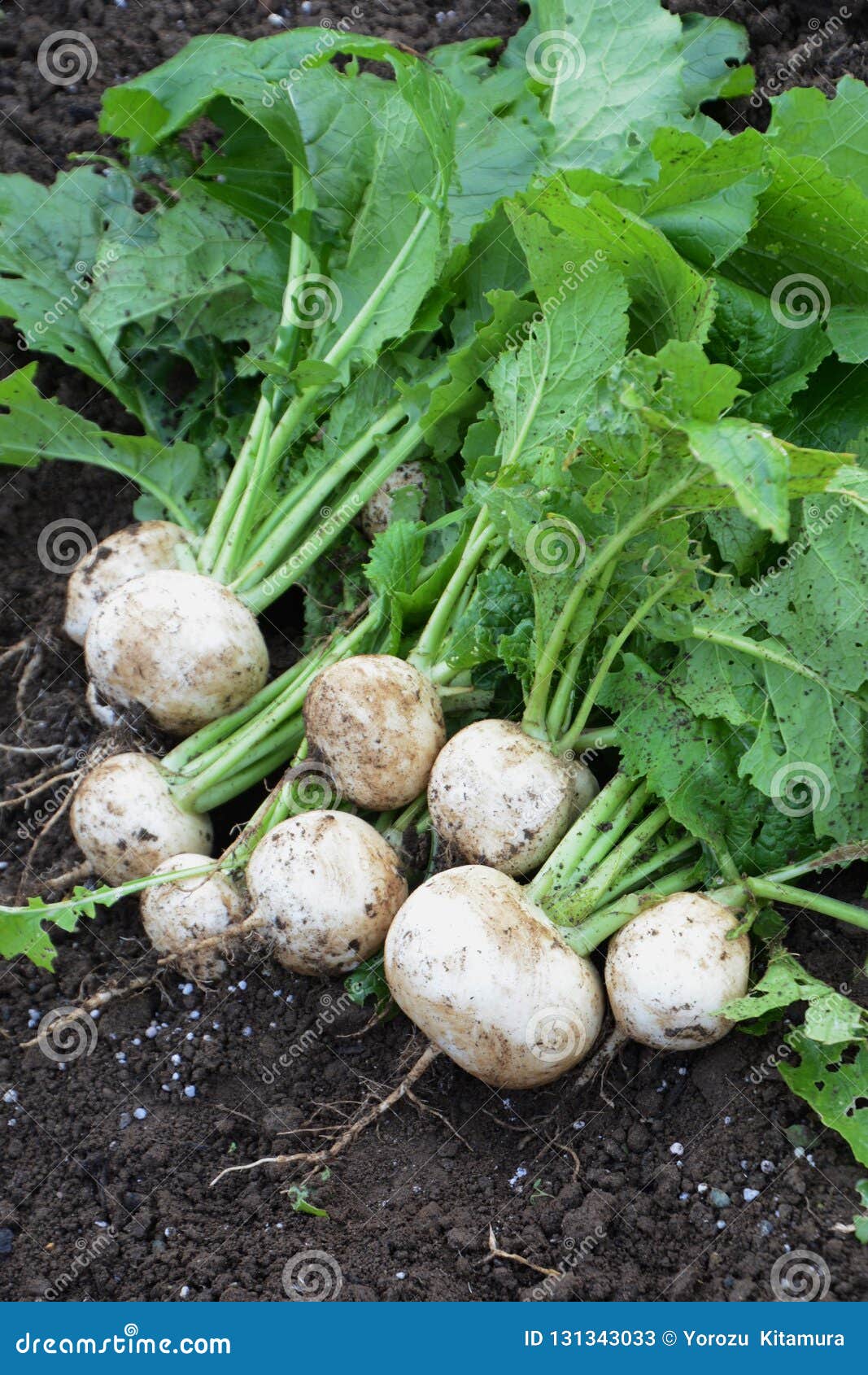 Cosecha del nabo imagen de archivo. Imagen de cosecha - 131343033