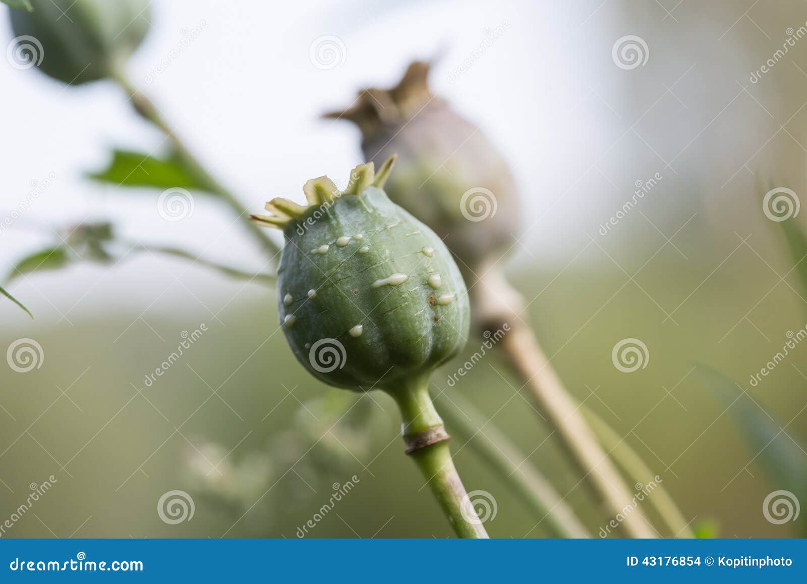Cosecha Del Opio De La Amapola Verde Foto de archivo - Imagen de ...