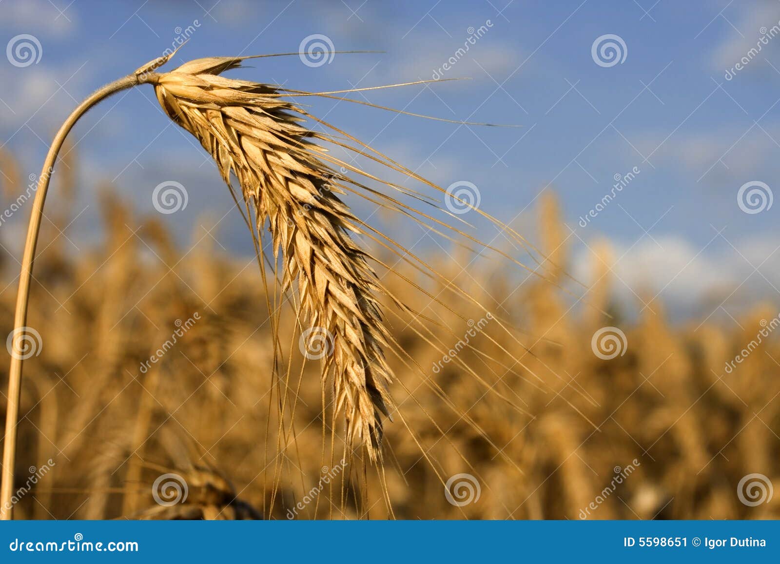 Cosecha Lista Para La Cosecha Imagen de archivo - Imagen de cielo ...