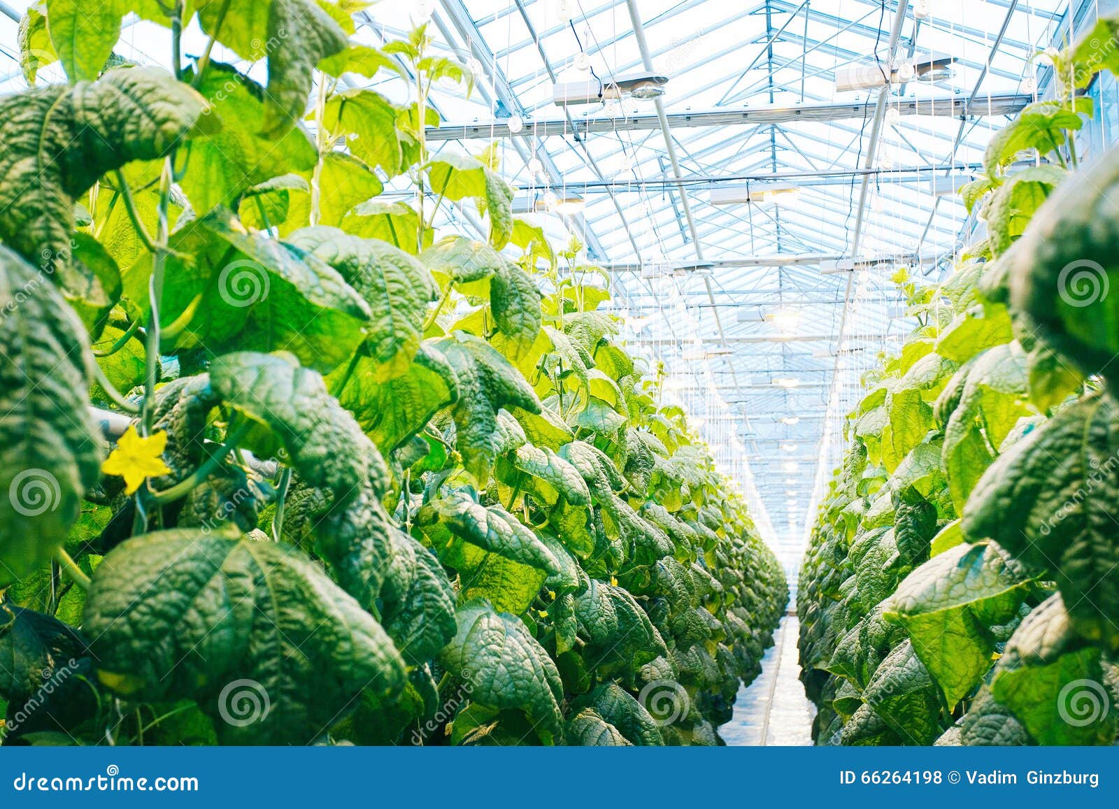 Cosecha Verde En Invernadero Moderno Foto de archivo - Imagen de campo ...