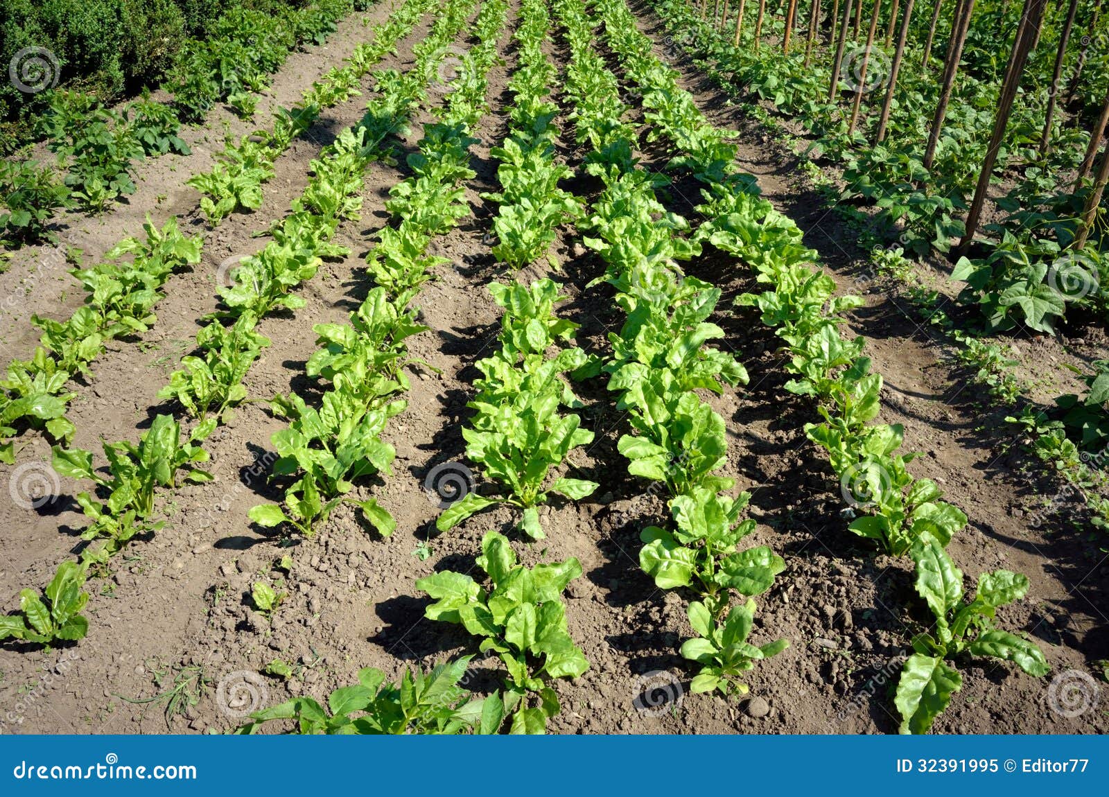 Cosecha Verde Fresca De La Lechuga Imagen de archivo - Imagen de primer ...