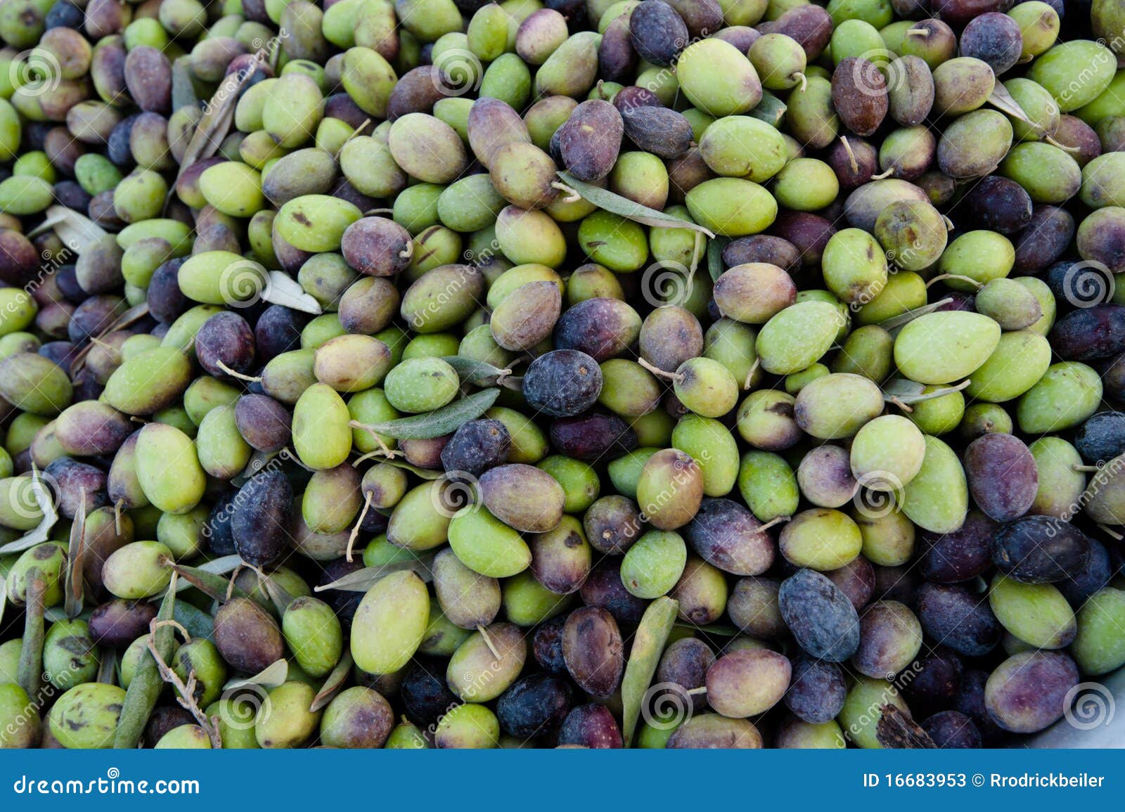 Cosecha verde oliva imagen de archivo. Imagen de pila - 16683953