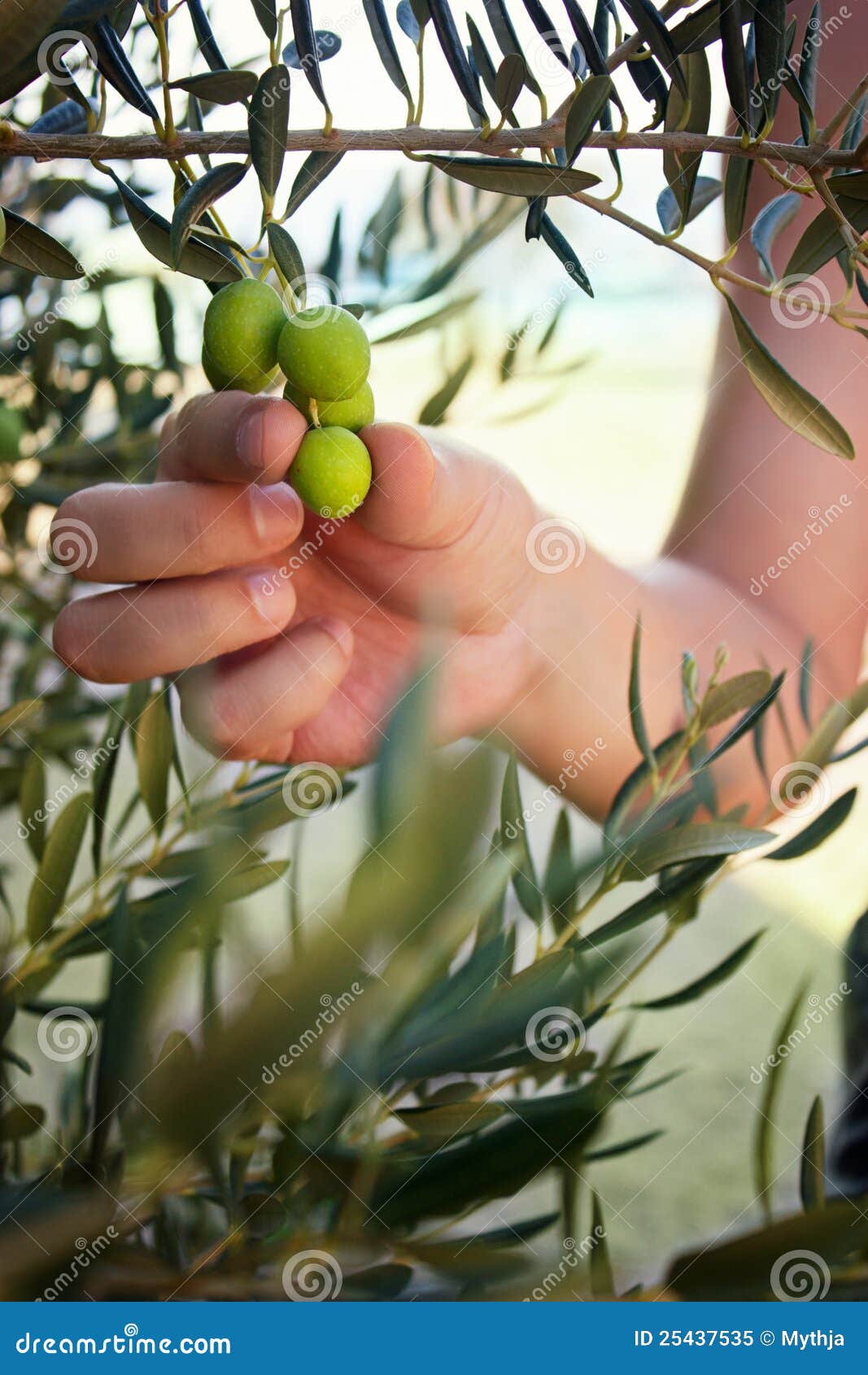 Cosecha verde oliva imagen de archivo. Imagen de trabajador - 25437535