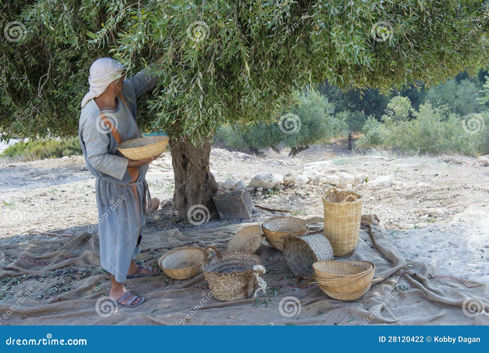 Cosecha verde oliva fotografía editorial. Imagen de israel - 28120422