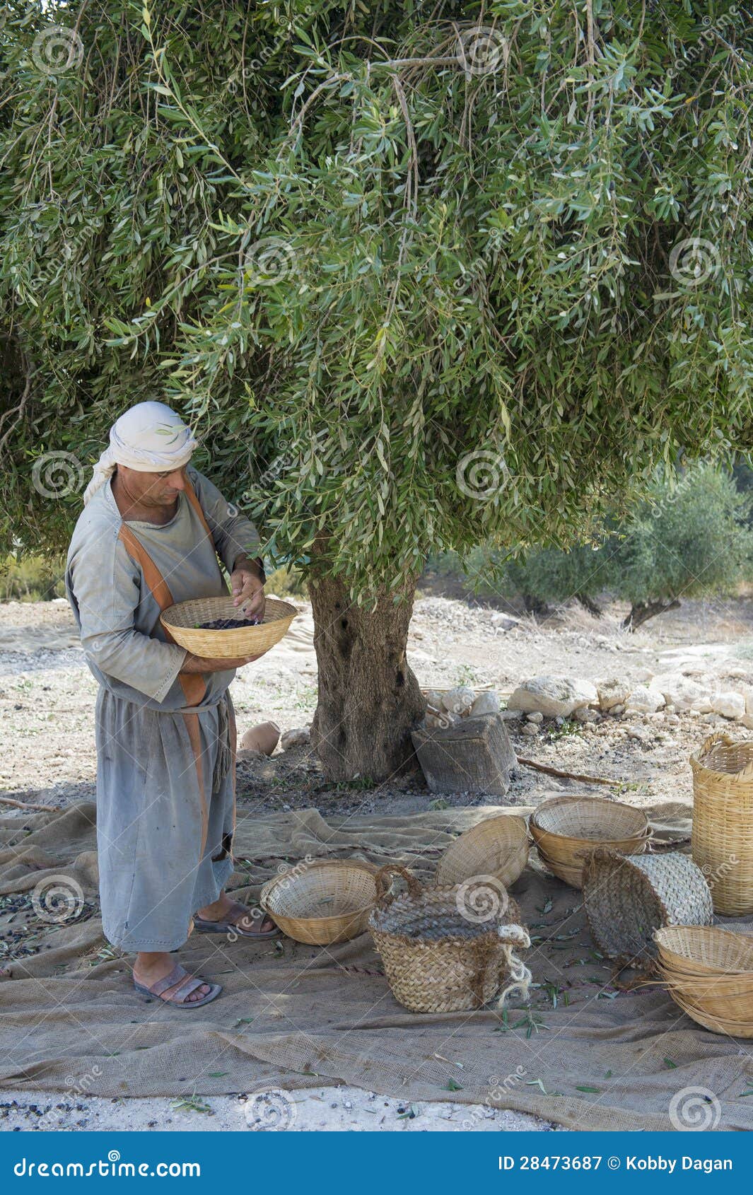 Cosecha verde oliva fotografía editorial. Imagen de palestina - 28473687