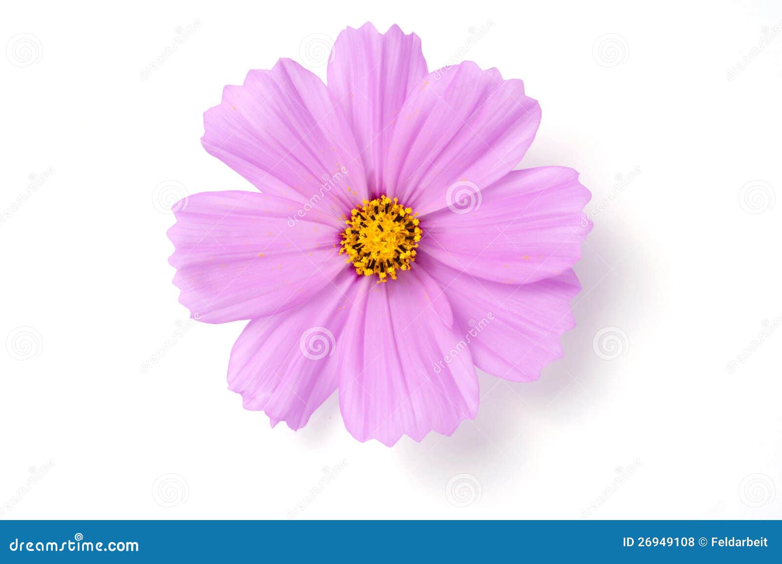 Cosmea stock foto. Image of bloem, individueel, bloeien - 26949108