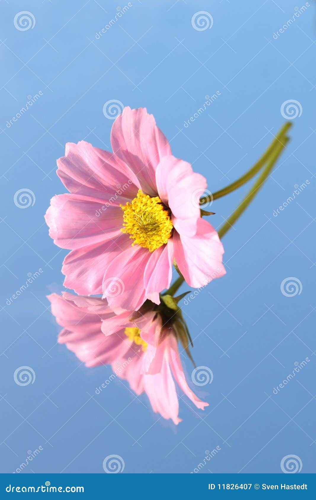 Cosmea flower stock image. Image of blue, cosmea, flower - 11826407