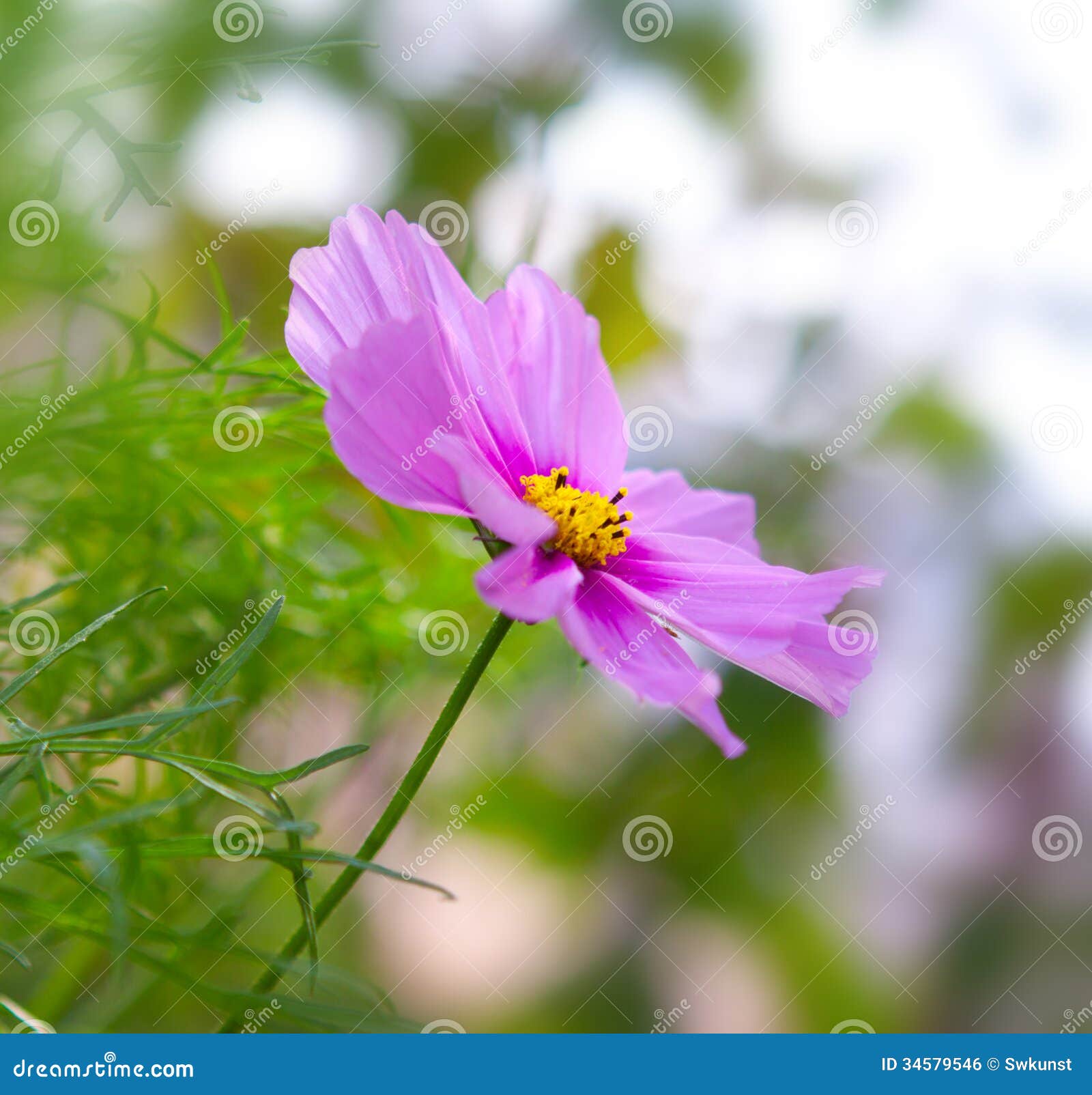 Cosmea flower. stock photo. Image of leaves, purple, sunlight - 34579546