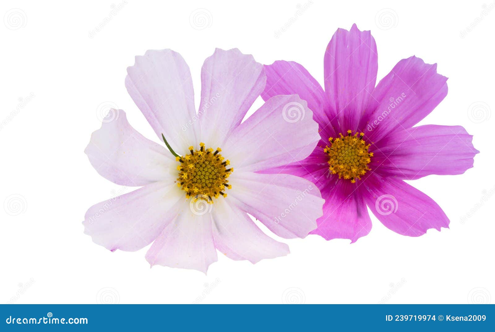 Cosmea flower isolated stock photo. Image of purple - 239719974