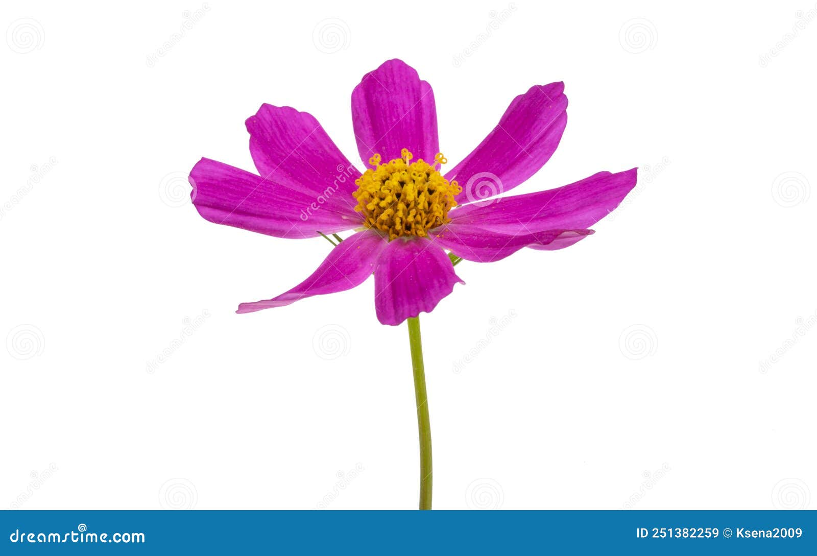 Cosmea flower isolated stock image. Image of isolated - 251382259