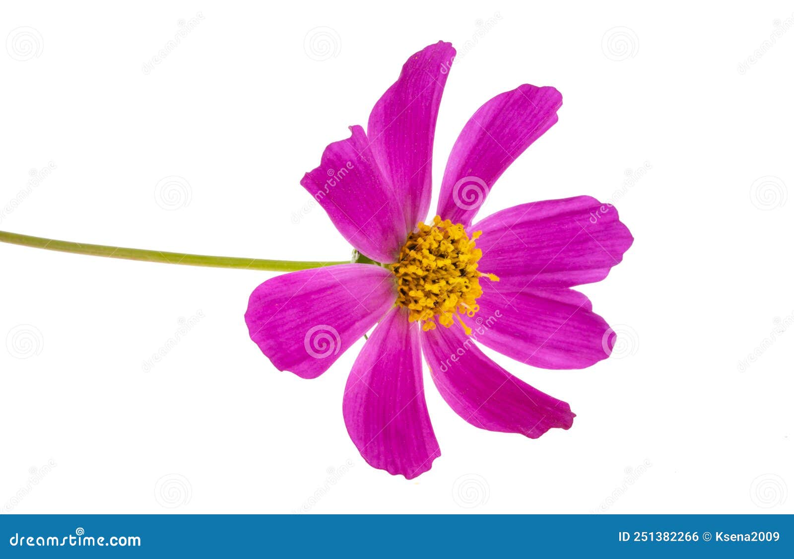 Cosmea flower isolated stock photo. Image of gardening - 251382266
