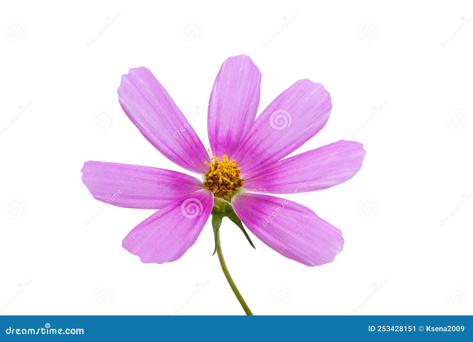 Cosmea flower isolated stock image. Image of pink, macro - 253428151