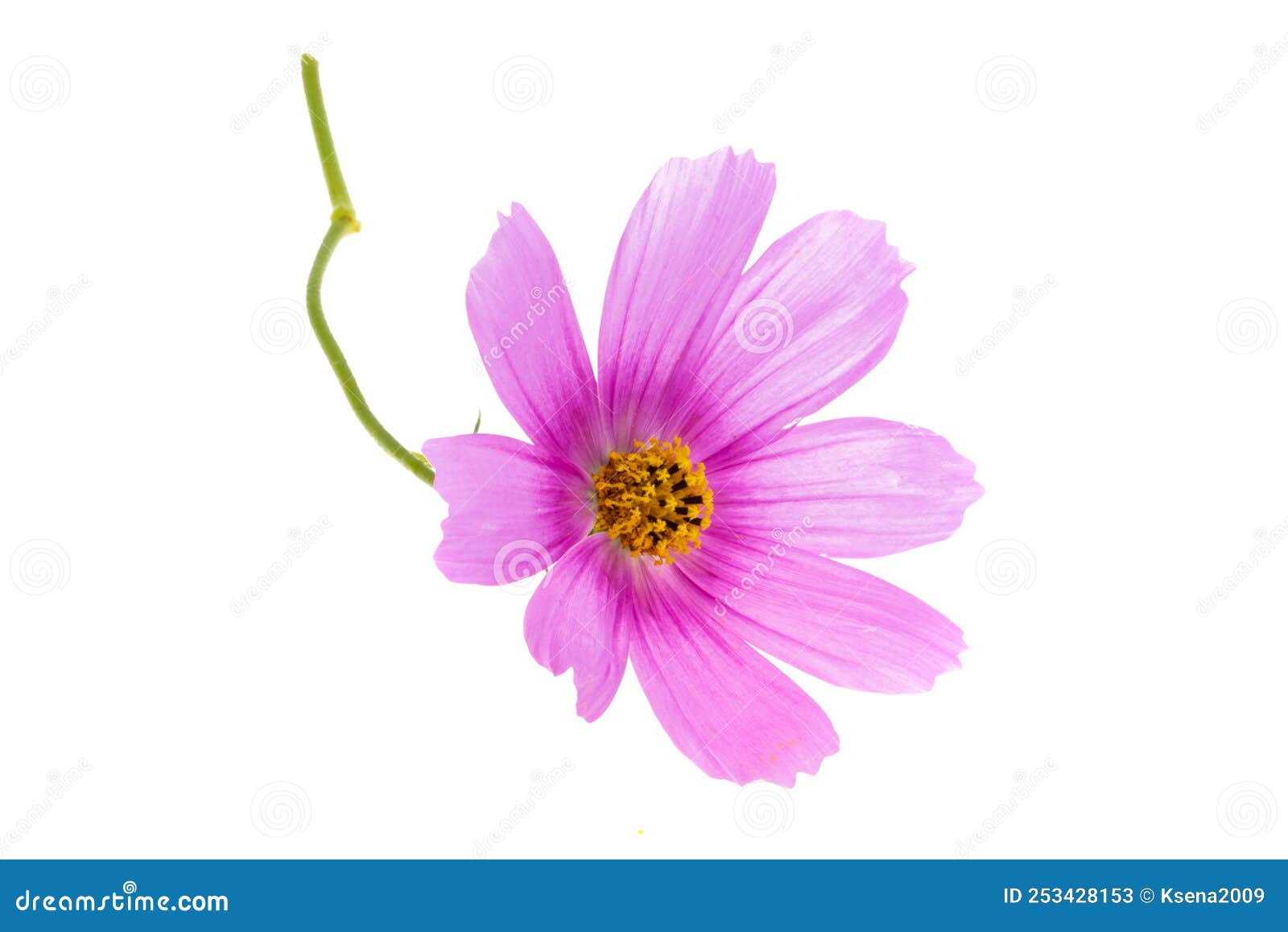 Cosmea flower isolated stock image. Image of white, bright - 253428153