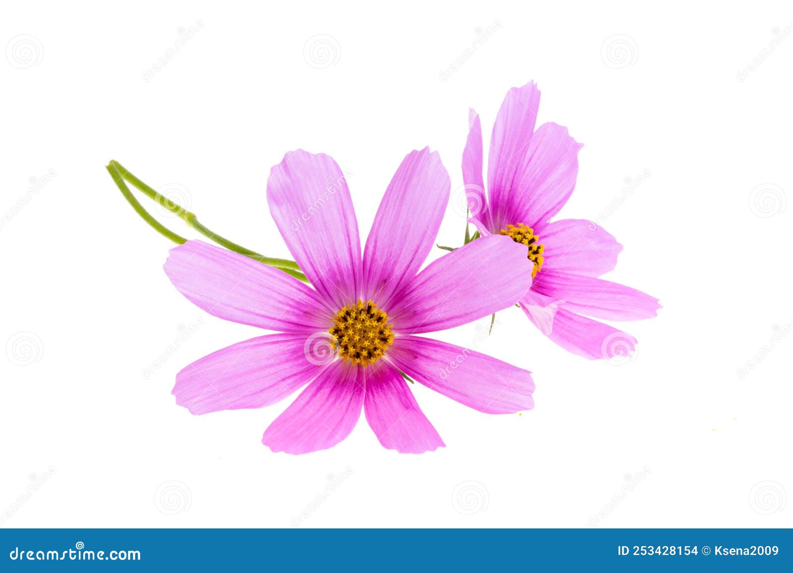 Cosmea flower isolated stock photo. Image of magenta - 253428154