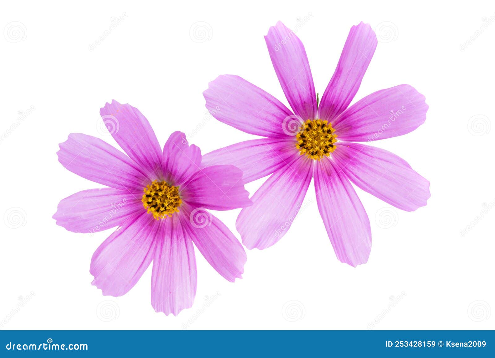 Cosmea flower isolated stock image. Image of pollen - 253428159