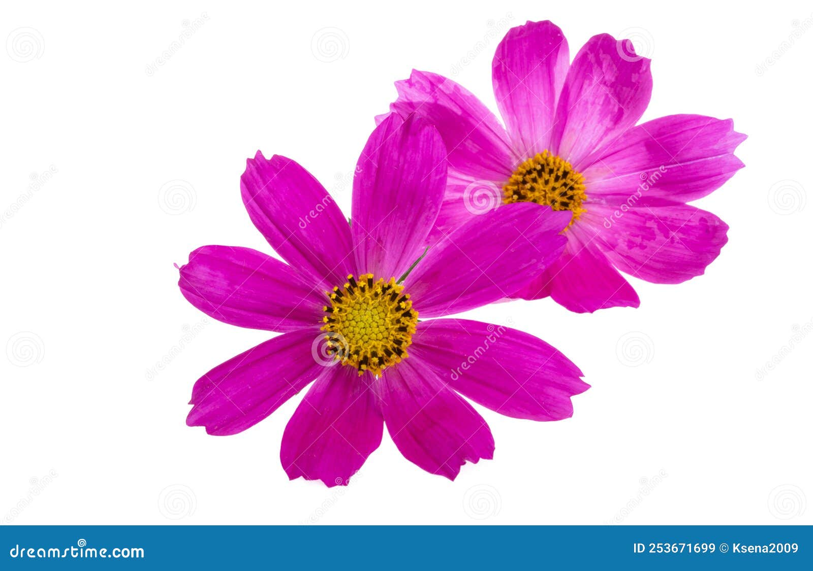 Cosmea flower isolated stock image. Image of beauty - 253671699