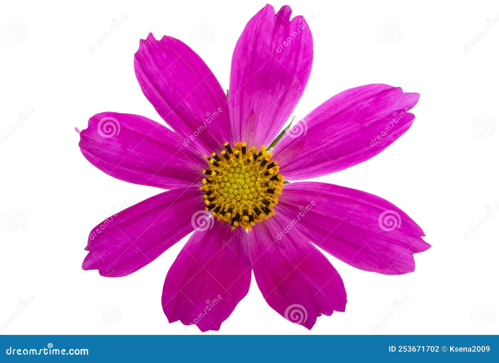 Cosmea flower isolated stock photo. Image of isolated - 253671702