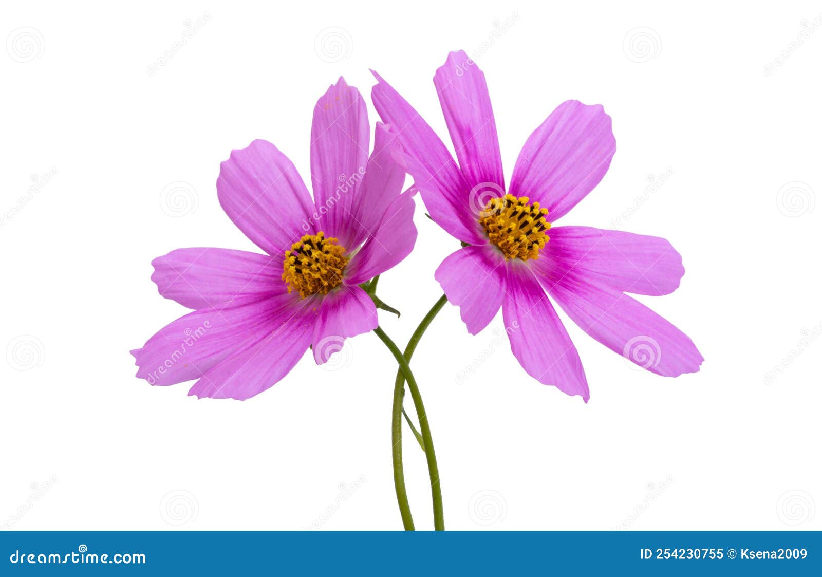 Cosmea flower isolated stock image. Image of isolated - 254230755