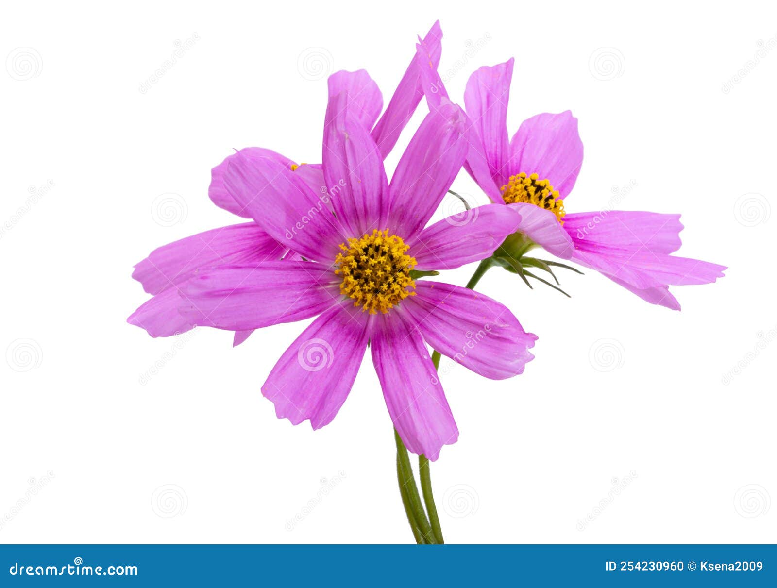 Cosmea flower isolated stock photo. Image of blooming - 254230960
