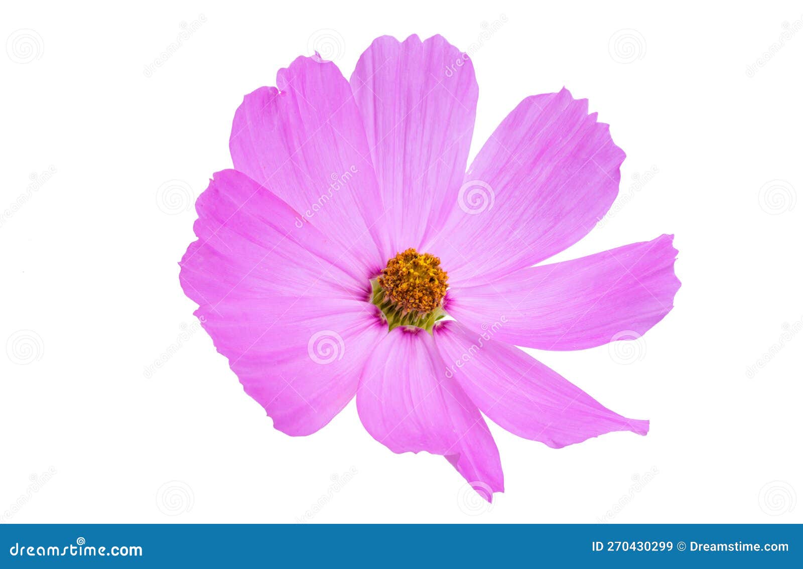 Cosmea flower isolated stock image. Image of plant, isolated - 270430299