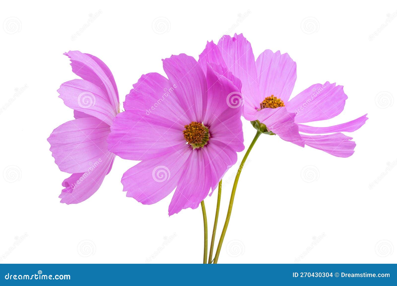 Cosmea flower isolated stock photo. Image of colorful - 270430304