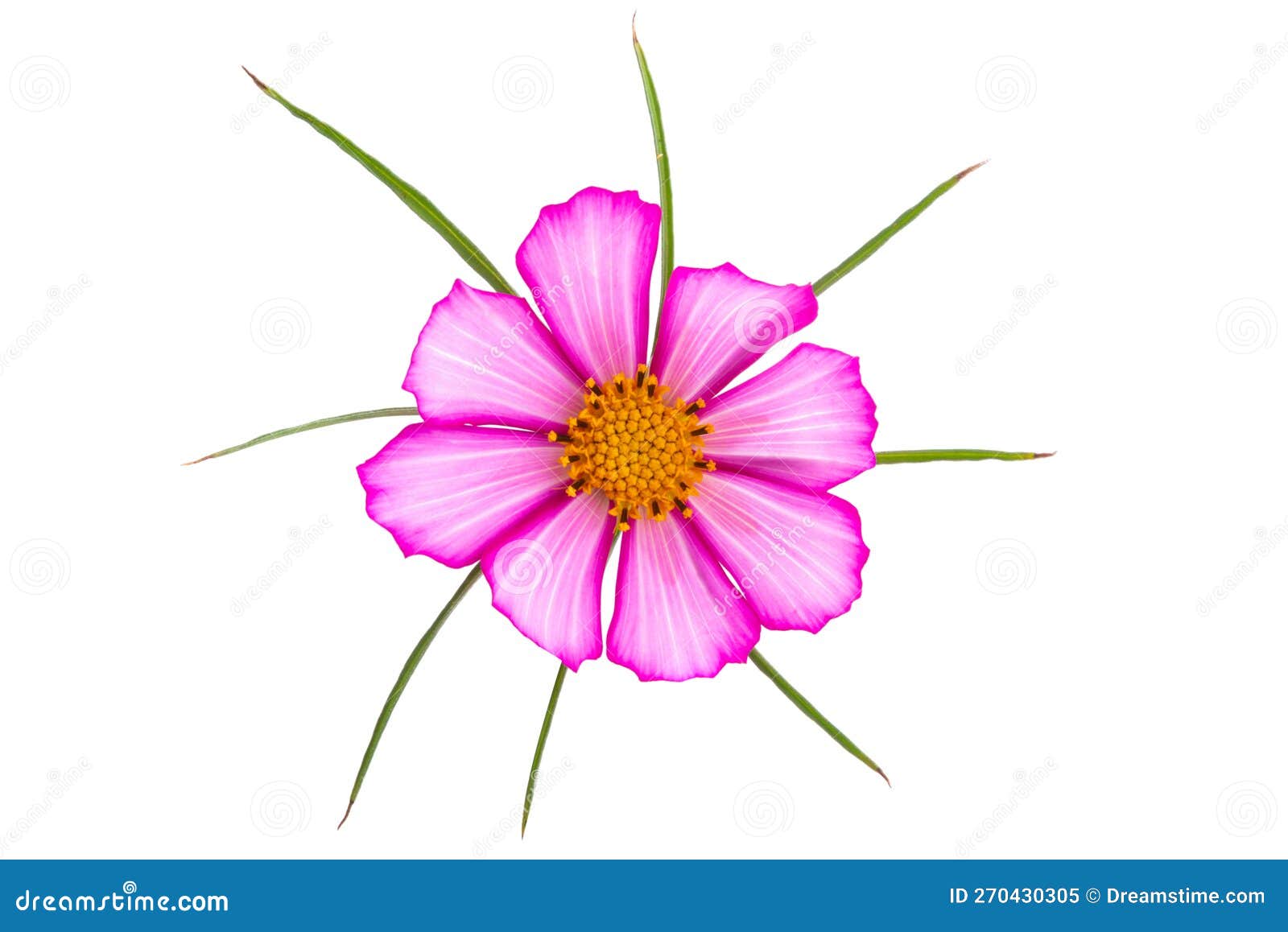 Cosmea flower isolated stock image. Image of colorful - 270430305