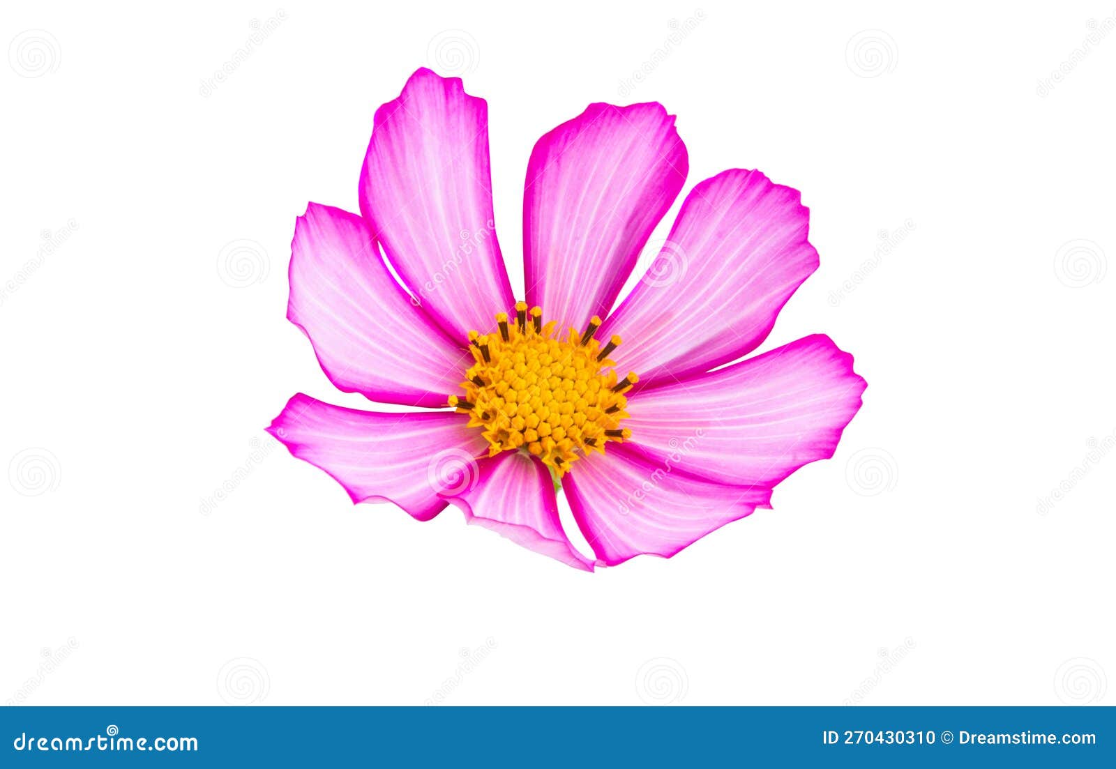 Cosmea flower isolated stock photo. Image of nature - 270430310