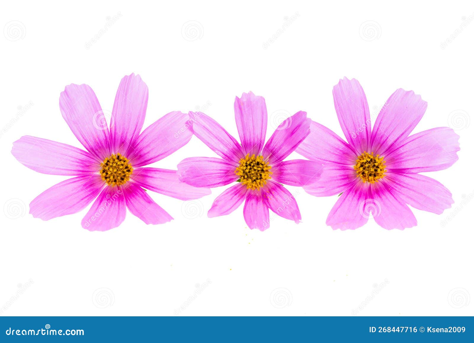 Cosmea flowers isolated stock photo. Image of isolated - 268447716