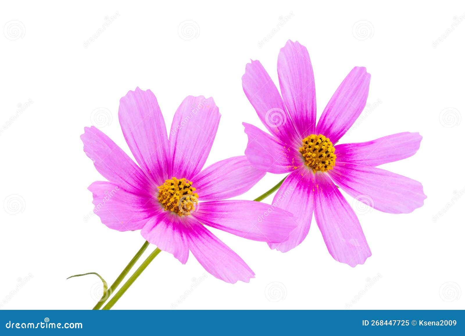 Cosmea flowers isolated stock image. Image of garden - 268447725