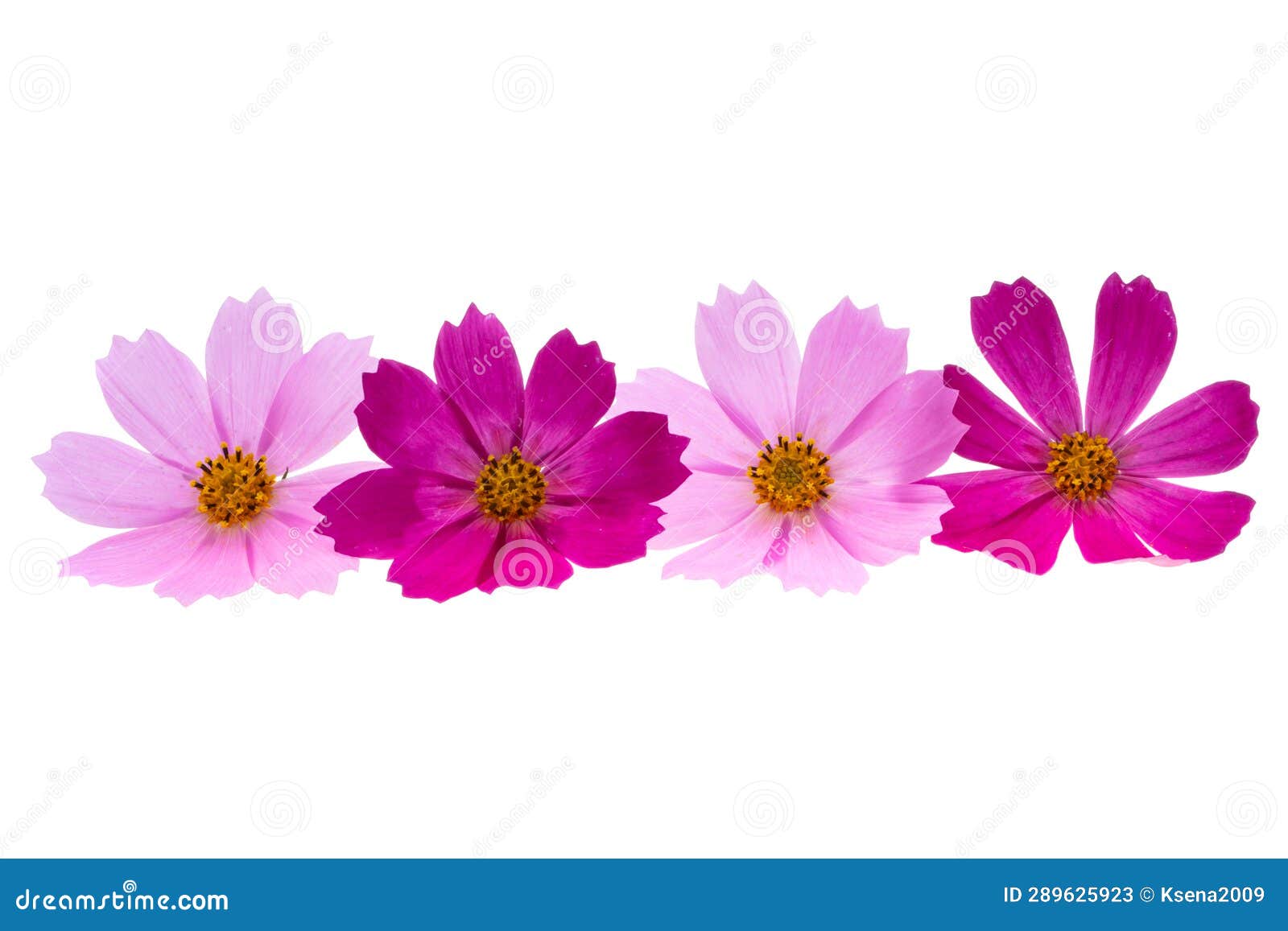 Cosmea flowers isolated stock image. Image of cosmos - 289625923