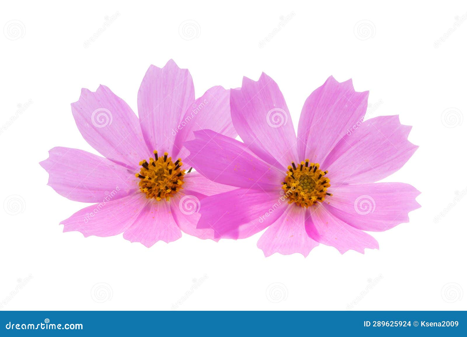 Cosmea flowers isolated stock photo. Image of pollen - 289625924
