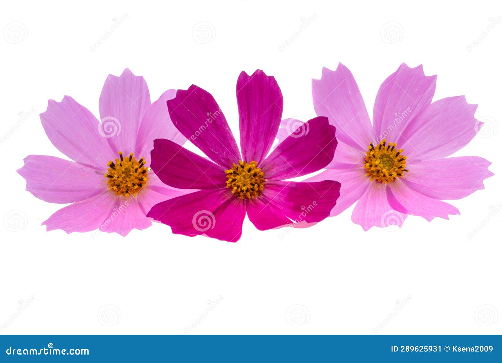 Cosmea flowers isolated stock image. Image of bloom - 289625931